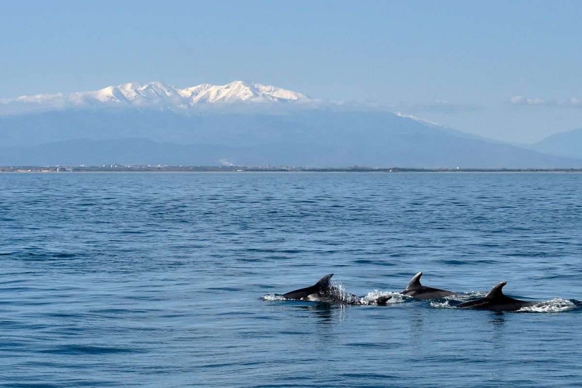 UN Warns the Ocean Is Nearing a Tipping Point