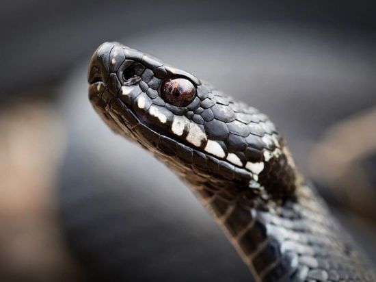 In the region of Orel noticed a strange viper