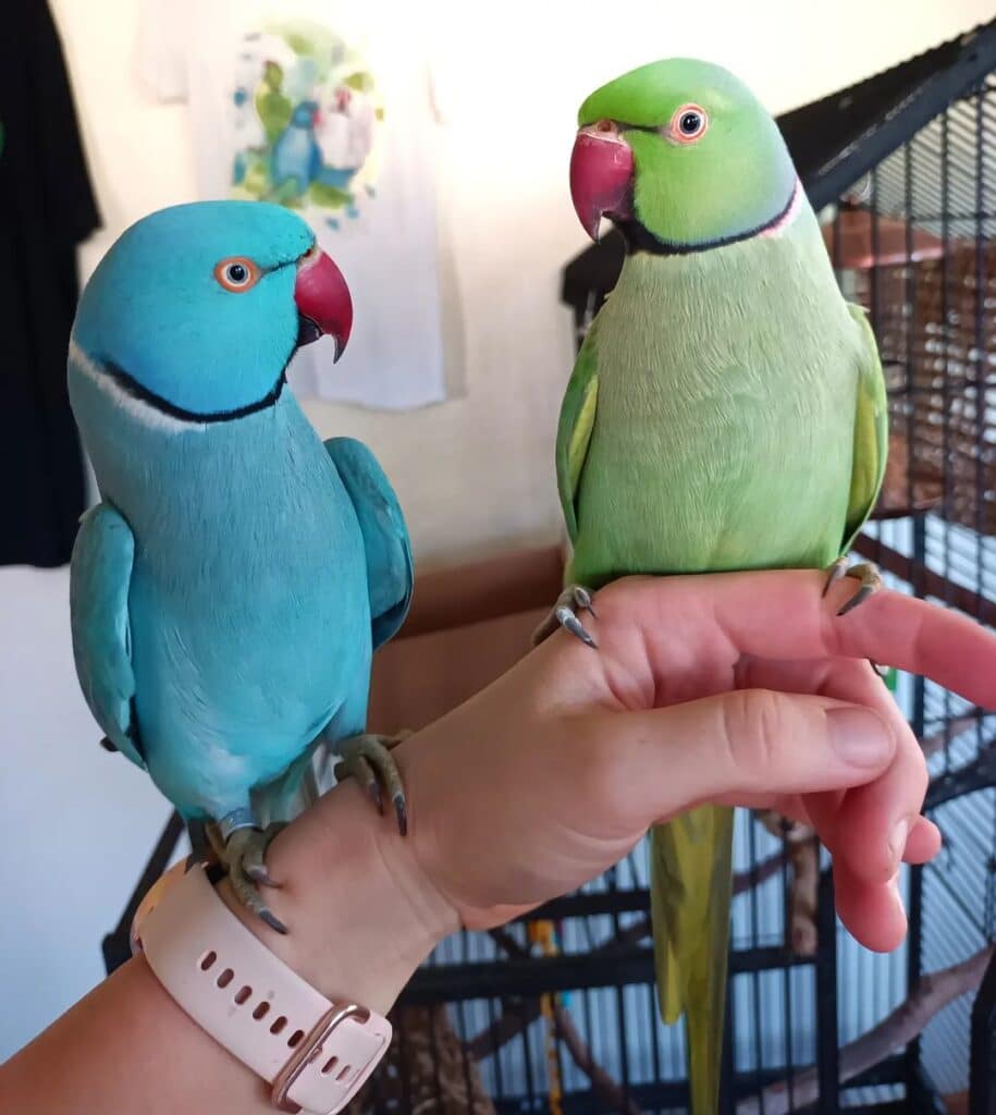 Best Talking Birds: Species, Care, Training, and Health